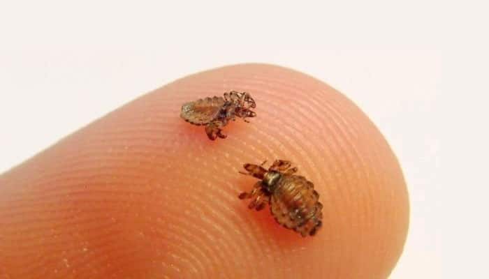 Pulgas: Reproducción, enfermedades, síntomas y más.