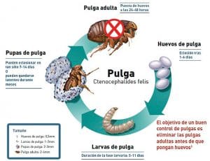 Pulgas: Reproducción, enfermedades, síntomas y más.