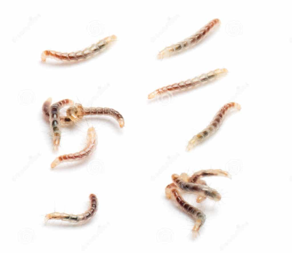 blog5 – Fumigadora Zona Cero Bragado Buenos Aires