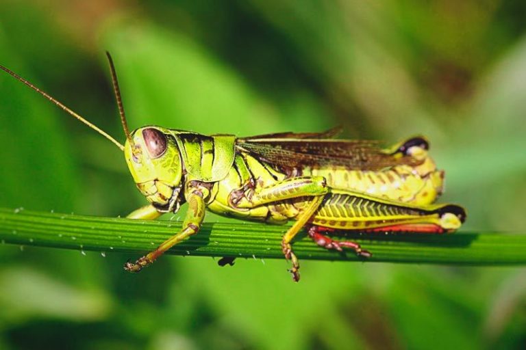 Ortopteros: Características, orden, importancia y más