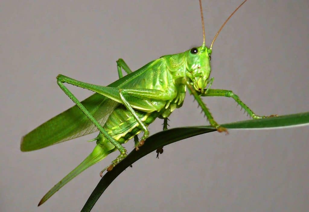 Ortopteros: Características, orden, importancia y más