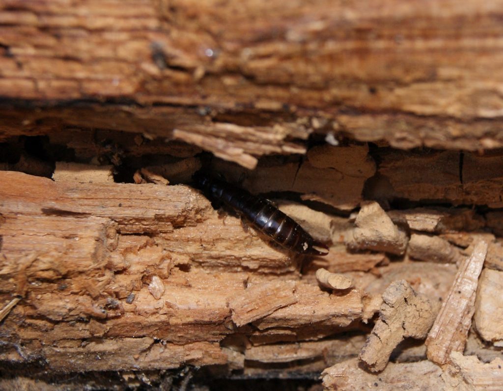 Tijereta: Aprende todo sobre esta orden de insectos