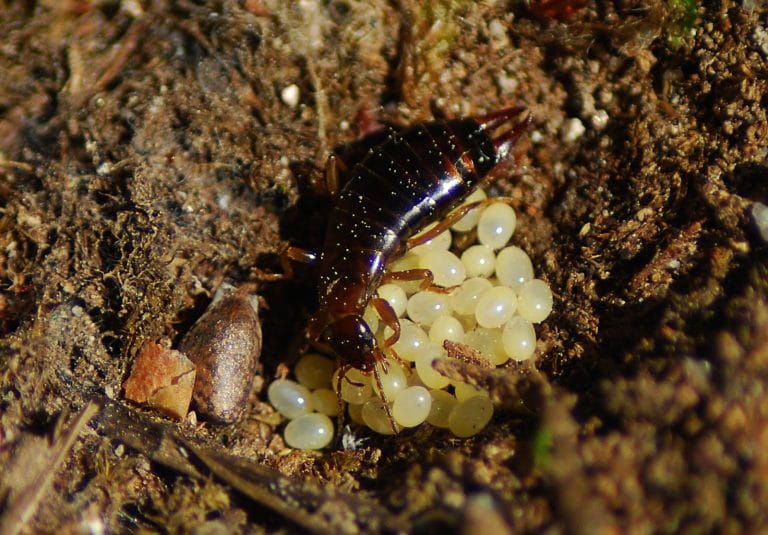 Tijereta: Aprende todo sobre esta orden de insectos