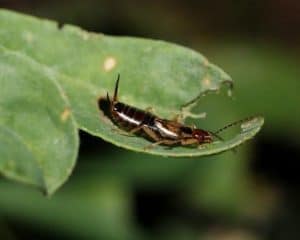Tijereta: Aprende todo sobre esta orden de insectos