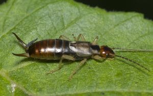 Tijereta: Aprende todo sobre esta orden de insectos