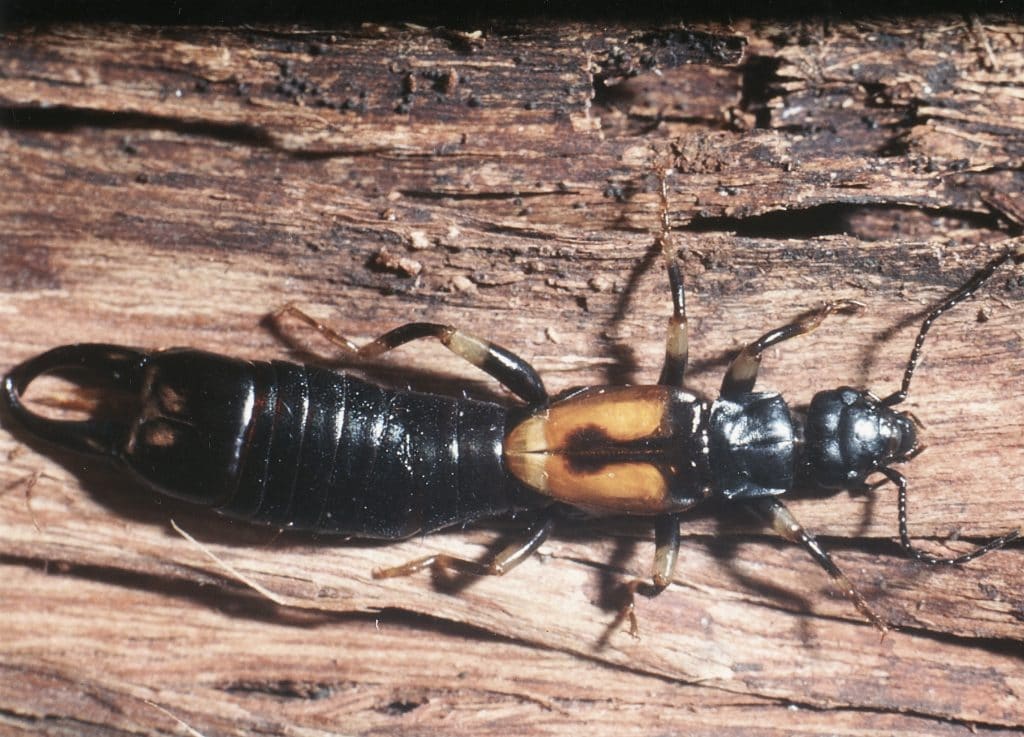 Tijereta: Aprende todo sobre esta orden de insectos
