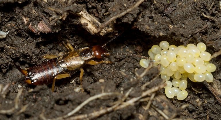 Tijereta: Aprende todo sobre esta orden de insectos