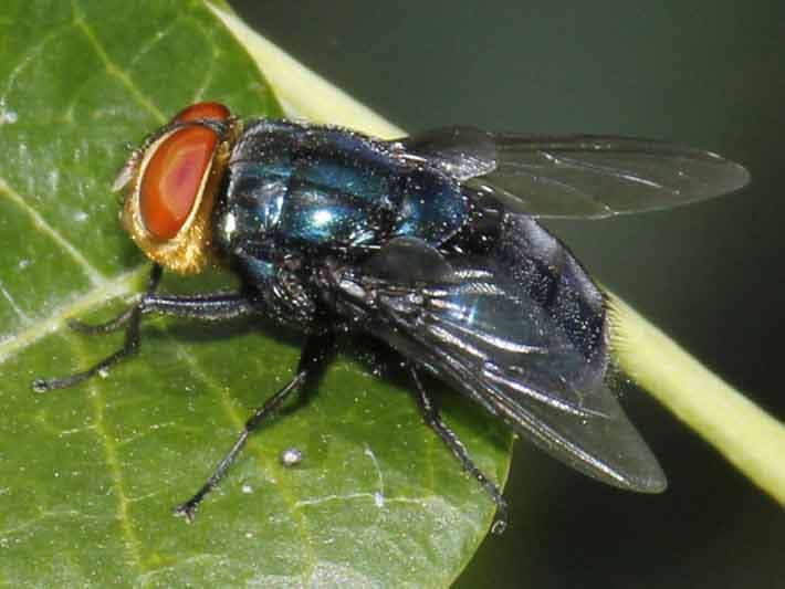 Tipos de moscas: Todo lo que debes saber sobre ellas