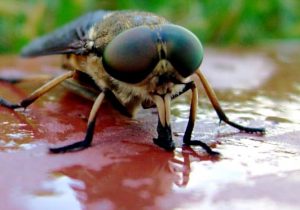 Tipos de moscas: Todo lo que debes saber sobre ellas