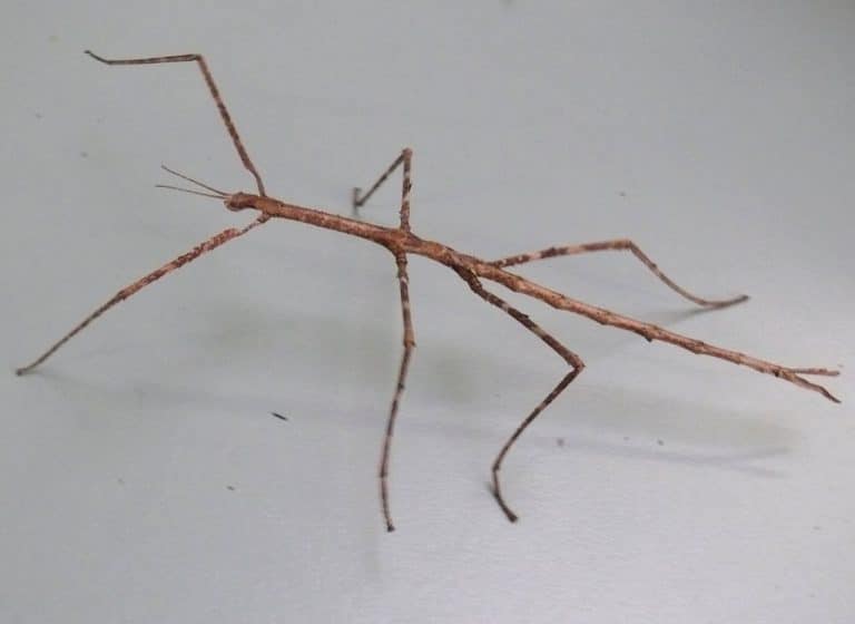 Insecto palo: Características, alimentación, reproducción y más