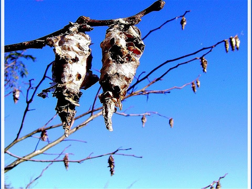 Bicho Canasto: Características, reproducción, extinción y más