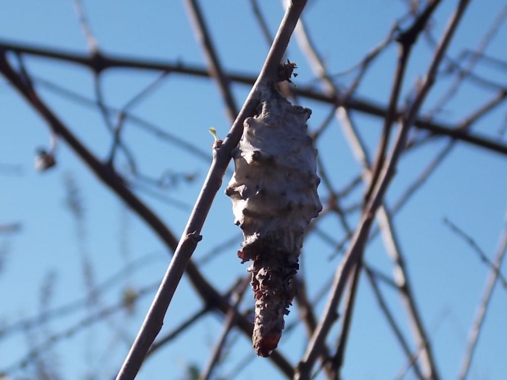 Bicho Canasto: Características, reproducción, extinción y más