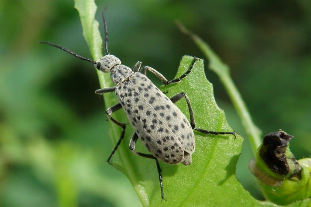 Bicho Moro: Todo lo que debes saber sobre este insecto