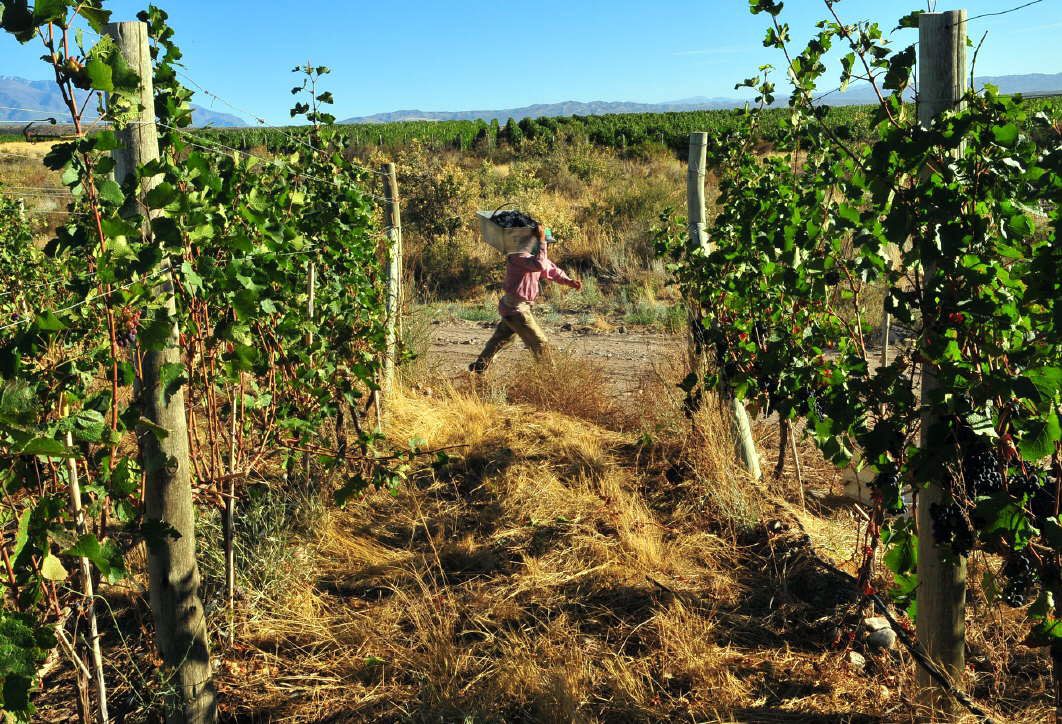 Bicho Canasto: Características, reproducción, extinción y más