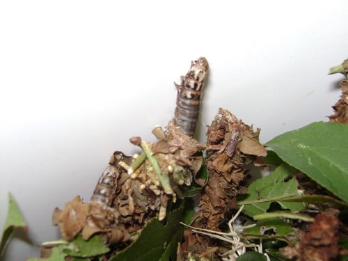 Bicho Canasto: Características, reproducción, extinción y más