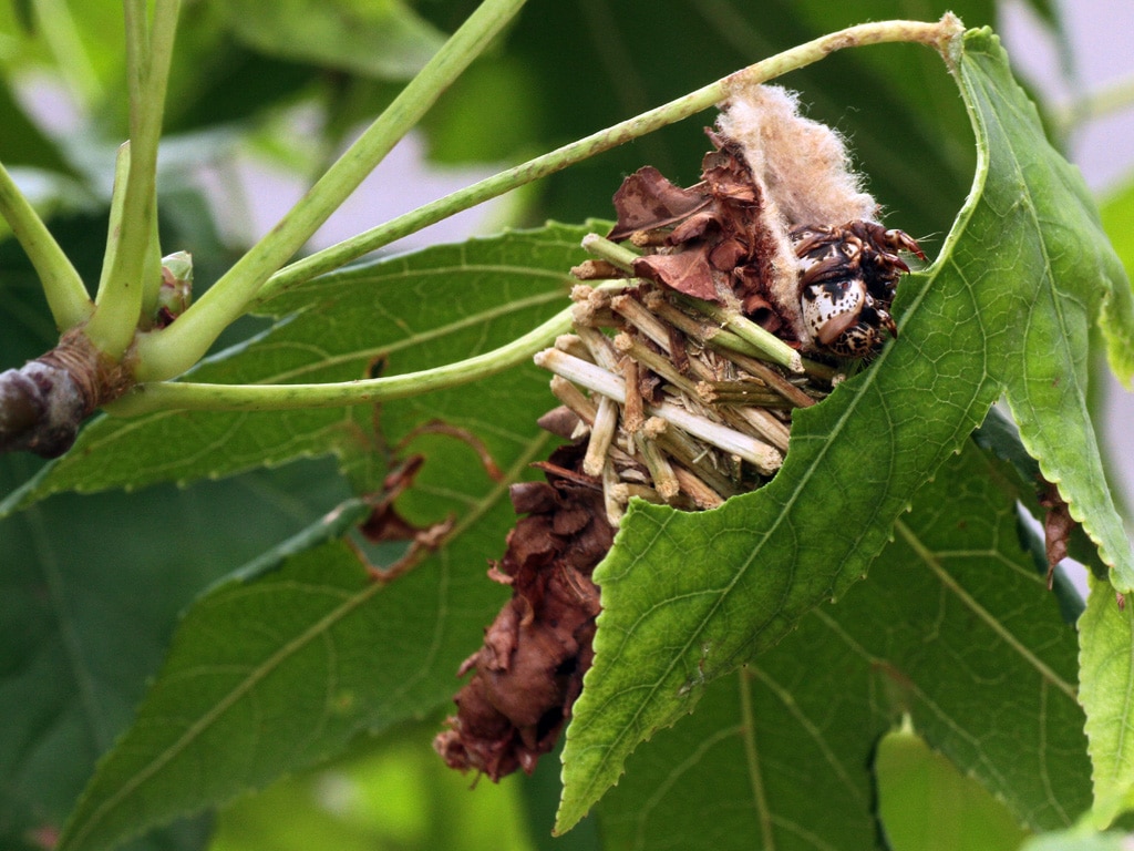 Bicho Canasto: Características, reproducción, extinción y más