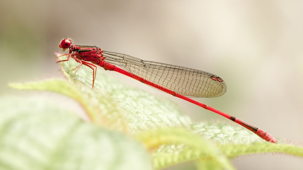 Caballito del Diablo: Conoce sus características y mucho más