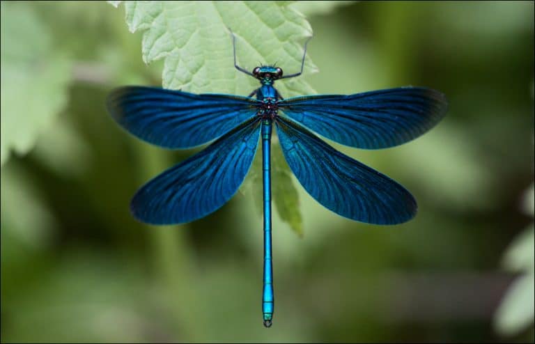 Caballito del Diablo: Conoce sus características y mucho más