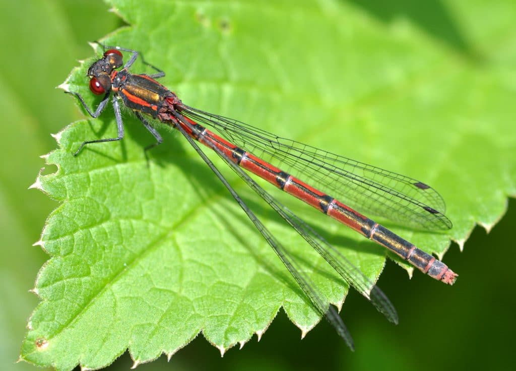 Caballito del Diablo: Conoce sus características y mucho más