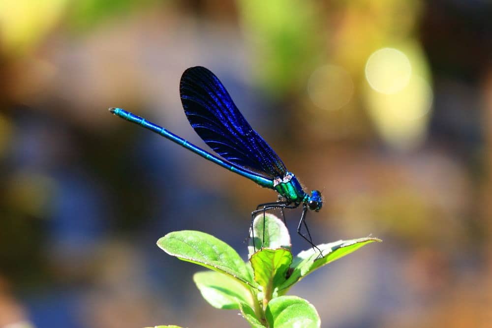 Caballito del Diablo: Conoce sus características y mucho más