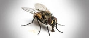 Cuánto vive una mosca: Descubre el ciclo de vida de las mismas
