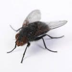 Cuánto vive una mosca: Descubre el ciclo de vida de las mismas