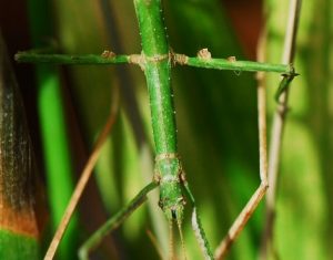 Insecto palo: Características, alimentación, reproducción y más