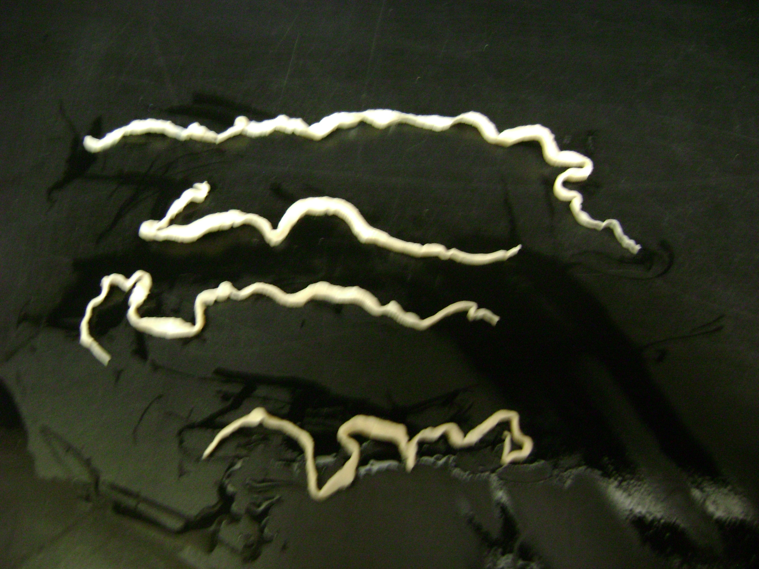 Lombriz solitaria o solitaria parásito: Características, tratamiento y más