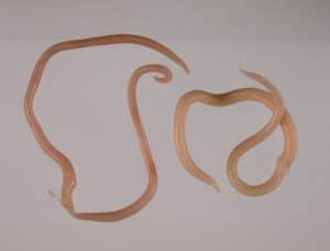 Lombrices en niños: Sintomas, tratamiento, rebote y más