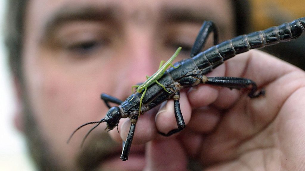 Insecto palo: Características, alimentación, reproducción y más