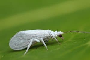 Neuroptera: Morfología, metamorfosis y mucho más