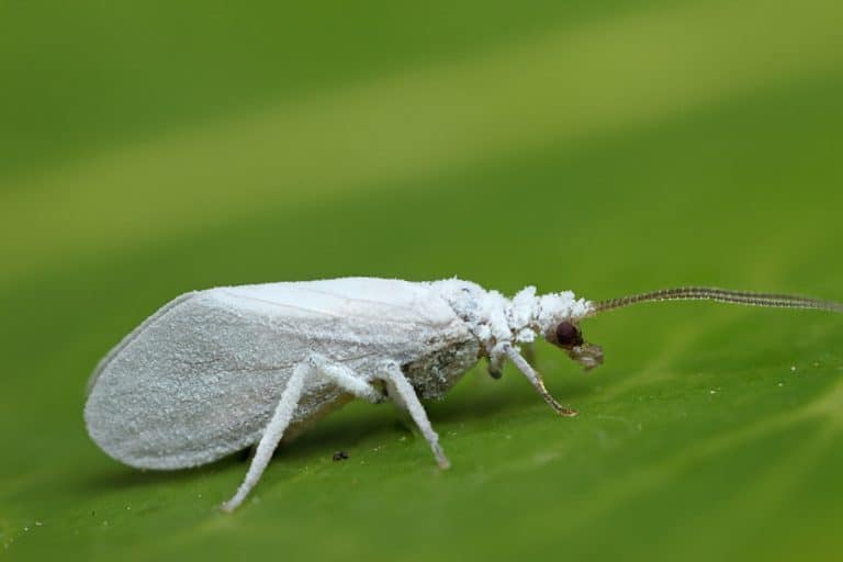 Neuroptera: Morfología, metamorfosis y mucho más