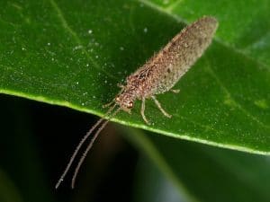 Neuroptera: Morfología, metamorfosis y mucho más