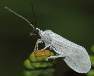 Neuroptera: Morfología, metamorfosis y mucho más