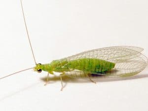 Neuroptera: Morfología, metamorfosis y mucho más