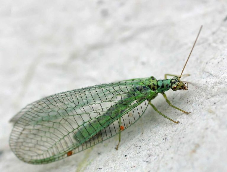 Neuroptera: Morfología, metamorfosis y mucho más