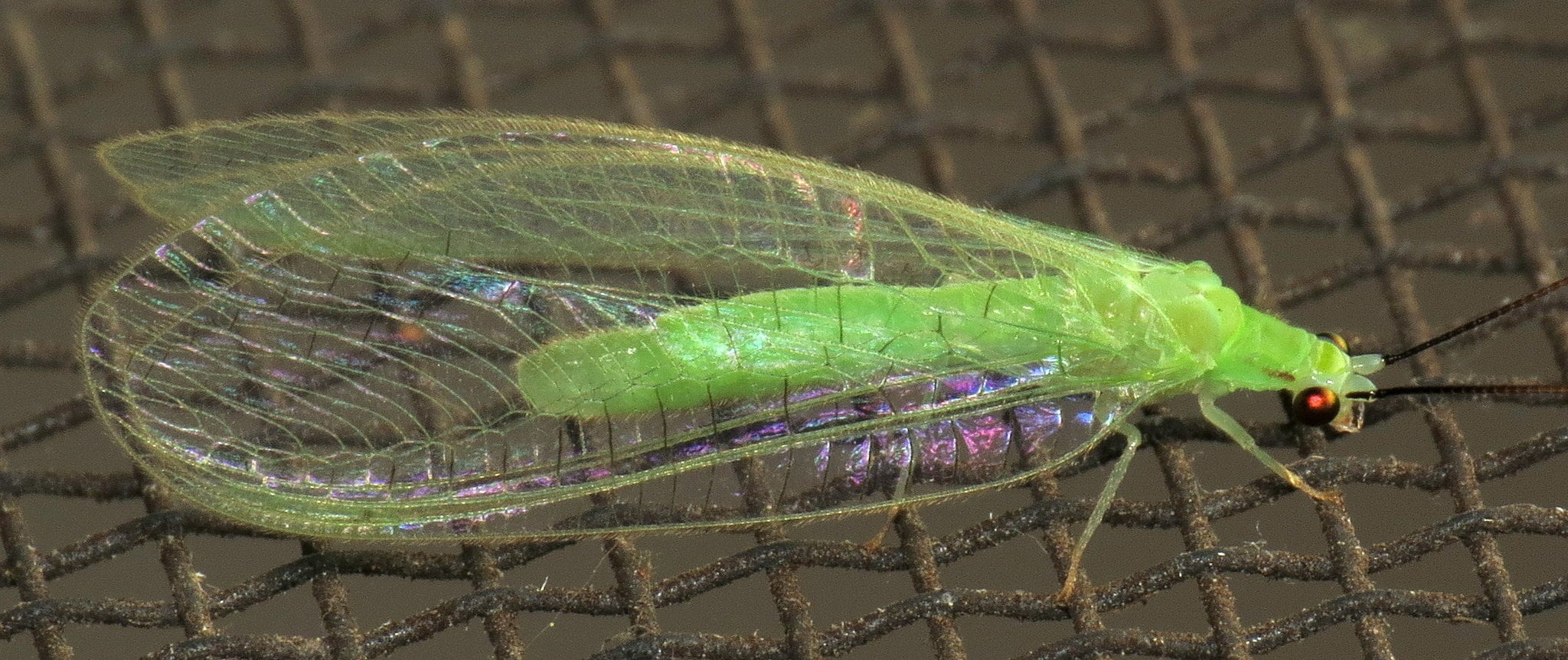 Neuroptera: Morfología, metamorfosis y mucho más