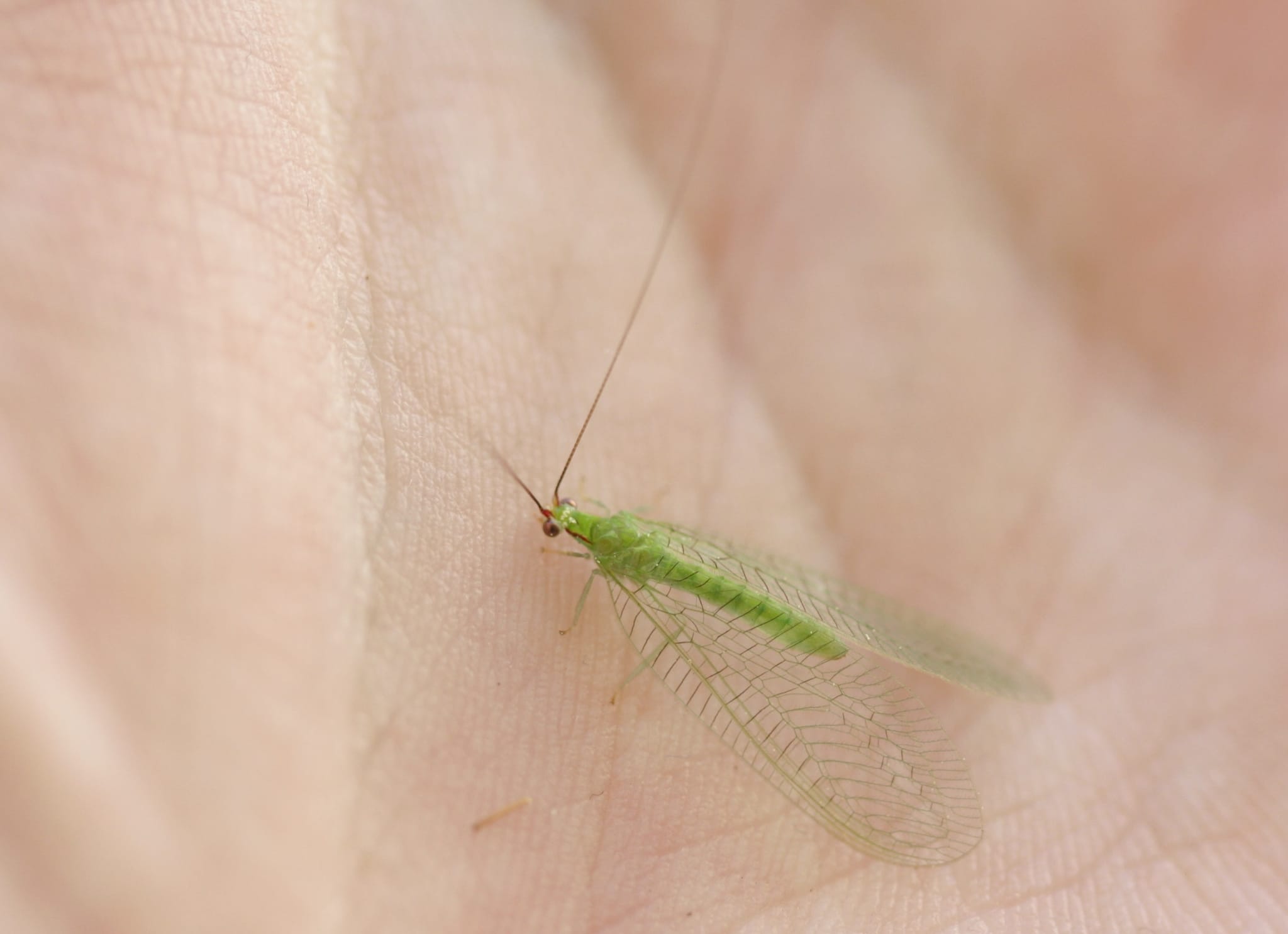 Neuroptera: Morfología, metamorfosis y mucho más