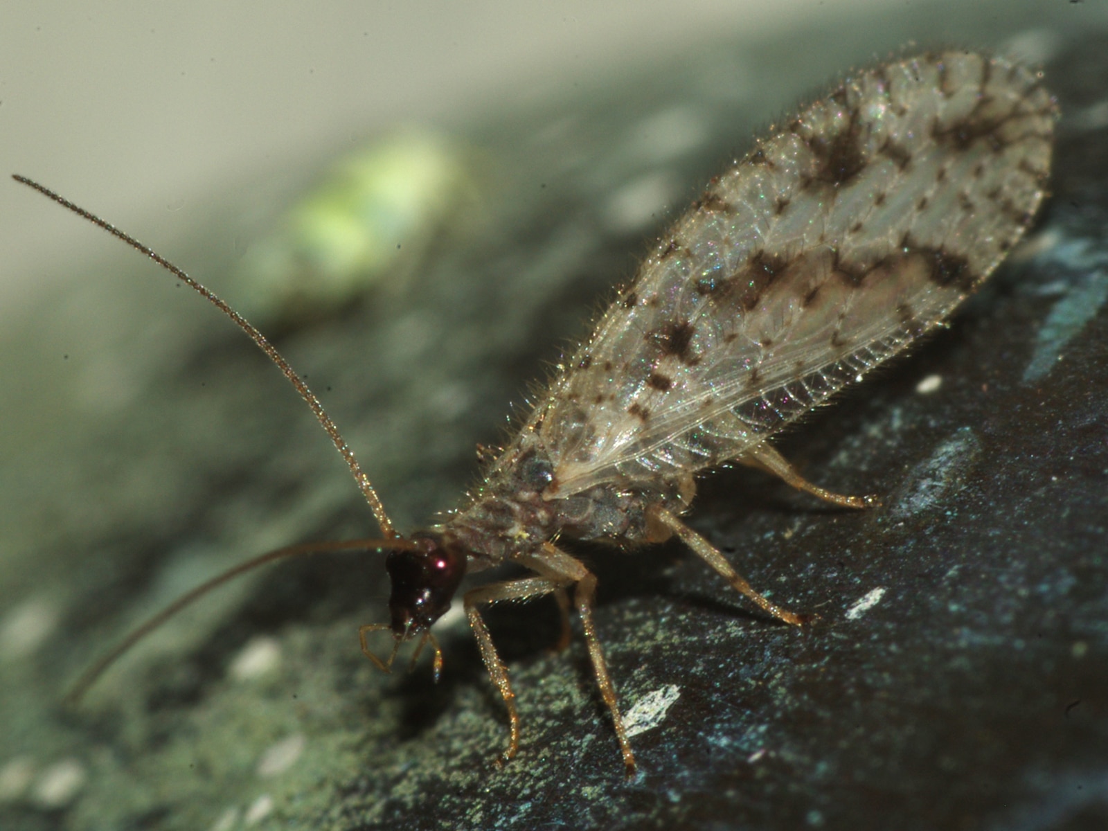 Neuroptera: Morfología, metamorfosis y mucho más