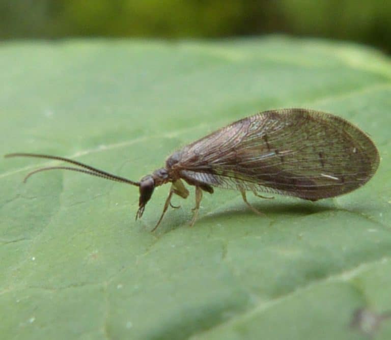 Neuroptera: Morfología, metamorfosis y mucho más