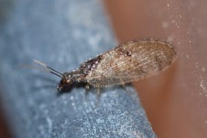 Neuroptera: Morfología, metamorfosis y mucho más