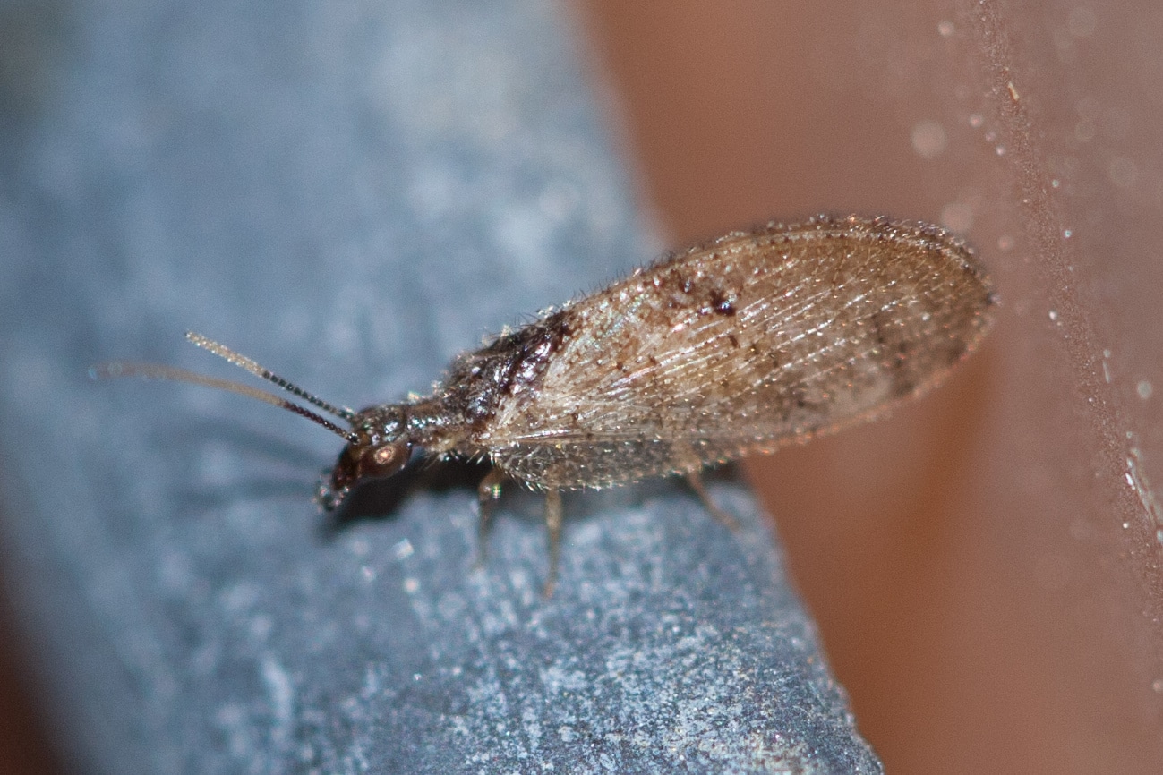 Neuroptera: Morfología, metamorfosis y mucho más