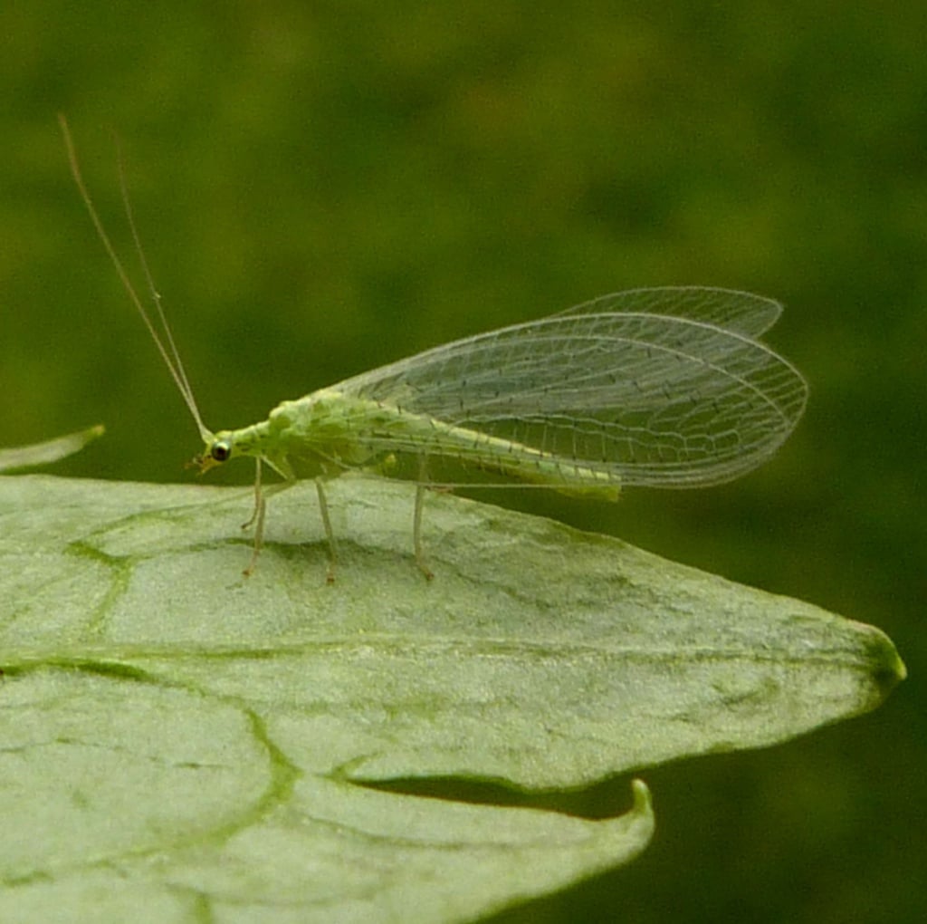 Neuroptera: Morfología, metamorfosis y mucho más