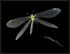 Neuroptera: Morfología, metamorfosis y mucho más