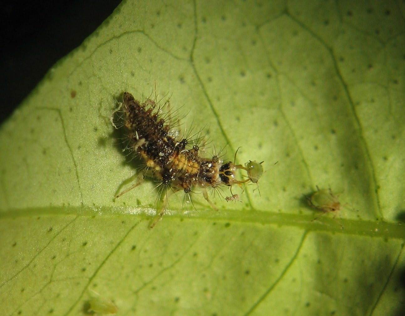 Neuroptera: Morfología, metamorfosis y mucho más