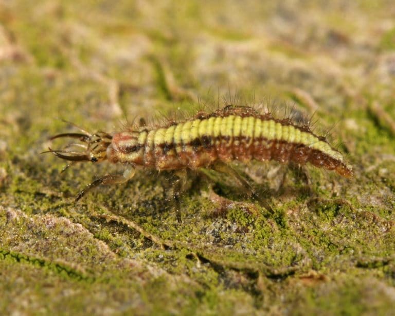 Neuroptera: Morfología, metamorfosis y mucho más