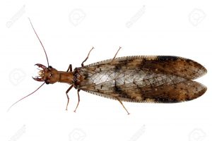 Neuroptera: Morfología, metamorfosis y mucho más