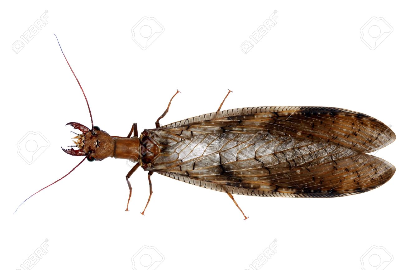 Neuroptera: Morfología, metamorfosis y mucho más