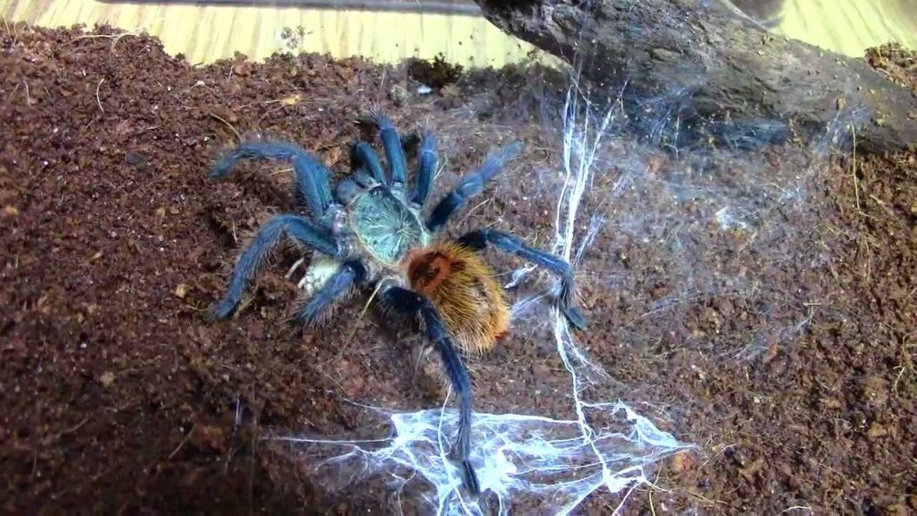 Tarántula azul: Conoce todo lo que deberías saber sobre ellas