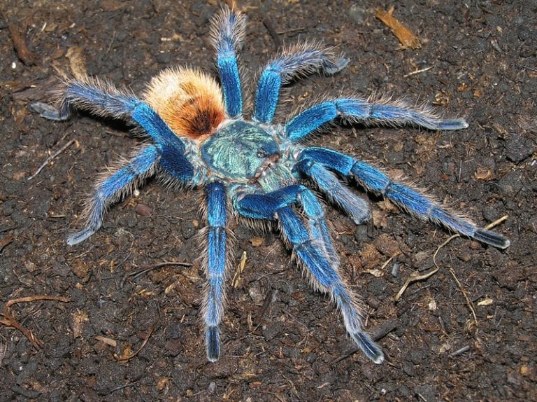 Tarántula azul: Conoce todo lo que deberías saber sobre ellas